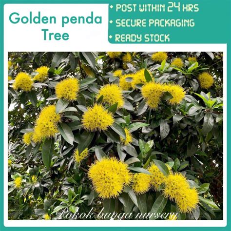 Pbn Golden Penda Tree Xanthostemon Chrysanthus Yellow Pokok Bunga Nursery Kuning Myrtle Live