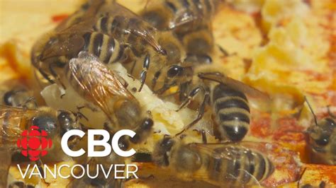 Are Bees The Proverbial Canaries In The Coal Mine Our Vancouver Youtube