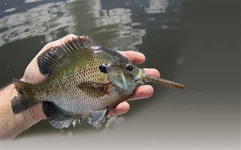 Tail Hook Rigs For Panfish That Nibble In Fisherman