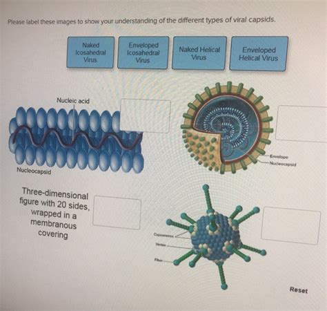 Solved Please Label These Images To Show Your Understanding Chegg