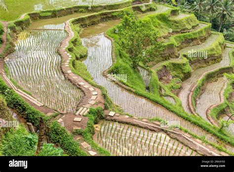 Beautiful Rice Terraces In Tegalalang Village Ubud Bali Indonesia