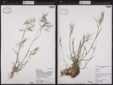 Downy Brome Or Cheatgrass Diagram Quizlet