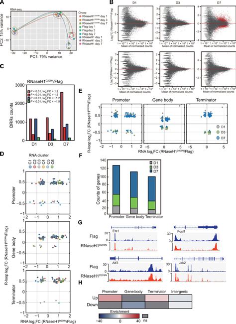 R Loops Coordinate With Sox2 In Regulating Reprogramming To