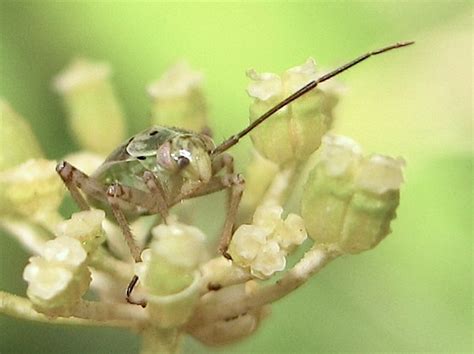 Nymph Lygus Bugguide Net