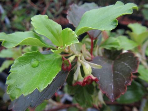 Ribes Far Reaches Farm