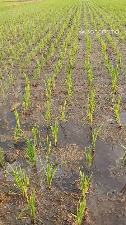 Green Farm Rice Farming Shorts Viral Nature Healing Grateful Youtube