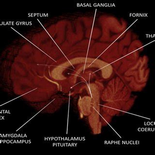 Main Brain Regions Involved In Human Sexual Behavior Download Scientific Diagram