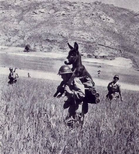 Farhad Akbarpour On Linkedin در تصویر عکس سربازی را می‌بینید که یک