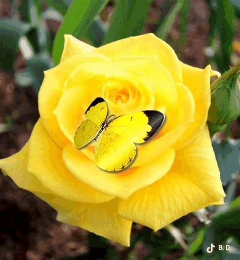 Yellow Roses  At Taj Wheelwright Blog