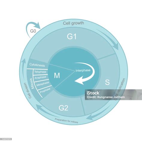 the cell cycle diagram that including important process of cell growth