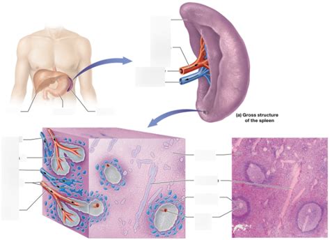 Structure Of The Spleen Diagram Quizlet