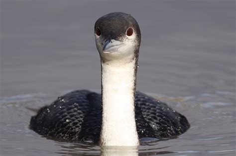 Птицы Дальнего Востока России с названиями и фото