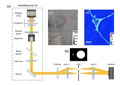 Quantitative Phase Imaging Qpi In Neuroscience Ieee Journal Of