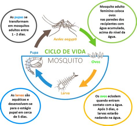 Ciclo De Vida Do Aedes Aegypti