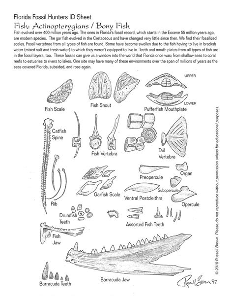 Fossil Id Sheets By Russell Brown Florida Fossil Hunters