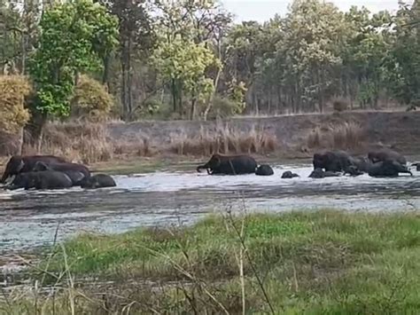 Video Of Bandhavgarh Tiger Reserve बांधवगढ़ टाइगर रिजर्व का वीडियो