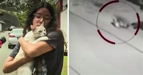 La Molina Denuncia Que Zorros Andinos Atacan Y Se Comen A Gatos De Vecinos Serfor Rinconada