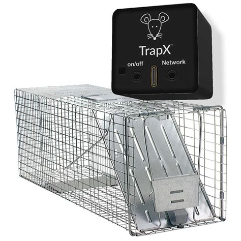 Effective Bait Choices Finding The Best Thing To Put On A Mouse Trap Trapx