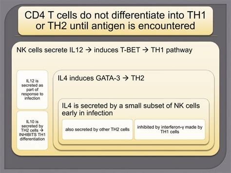 Lymphocytes Structure And Immunological Function Ppt