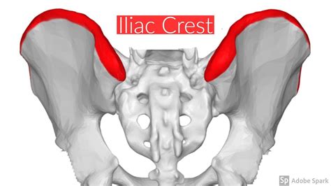 Iliac Crest Youtube Iliac Crest Youtube