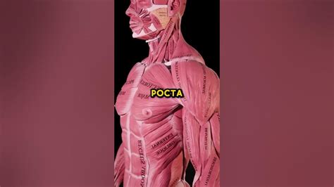 6 ЛУЧШИХ БЕЛКОВЫХ ПРОДУКТОВ ДЛЯ РОСТА МЫШЦ Youtube