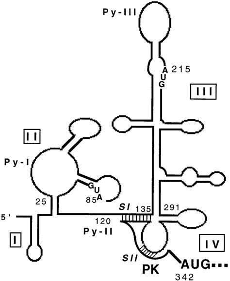 Schematic Representation Of Computer Generated Rna Folding Model As