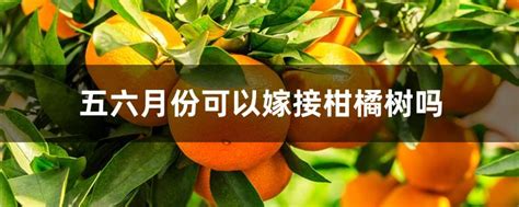 五六月份可以嫁接柑橘树吗 如意谷