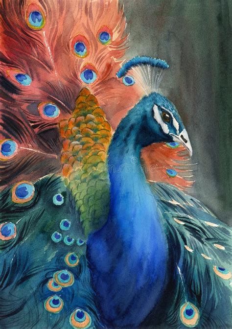 Watercolor Peacock