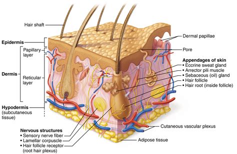 Health Science Chapter 4 Skin And Body Membranes The Integumentary
