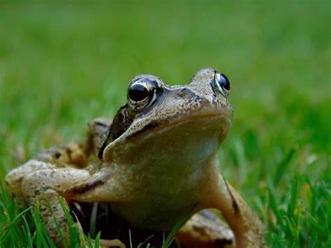 The Life Cycle Of A Frog A Fascinating Journey From Egg To Adult