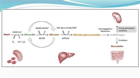Bilirubin Metabolism Synthesis And Degradationpptx