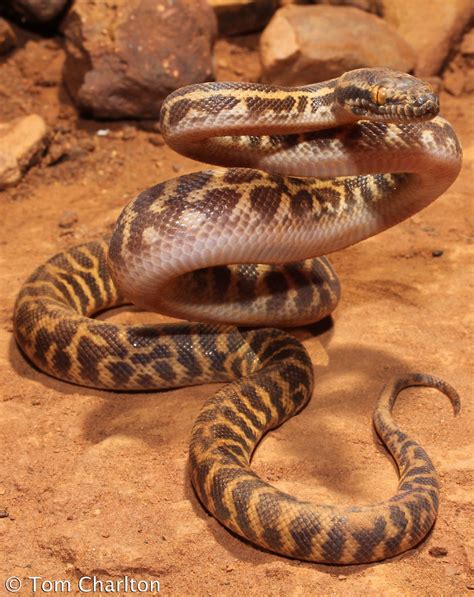 Stimsons Python Antaresia Stimsoni Stimsoni Pilbara Regi Flickr