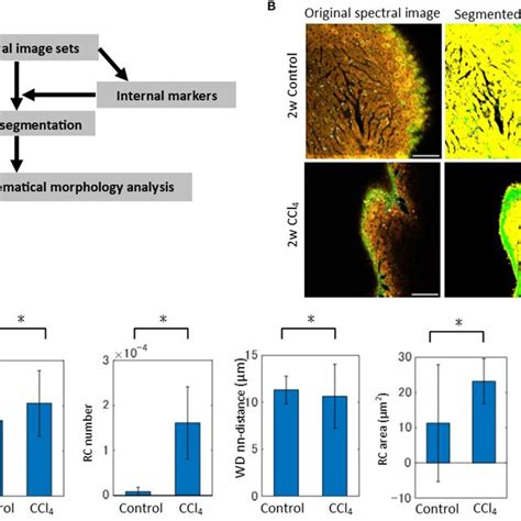 image segmentation and mathematical morphology analyses of spectral