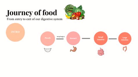 Dygestive System By Farah Orezzoli On Prezi