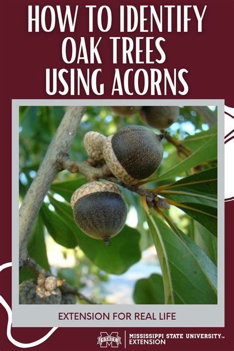 How To Identify Oak Trees Using Acorns