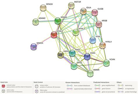 String Analysis For Protein Protein Interactions Of Ha Pathway Download Scientific Diagram