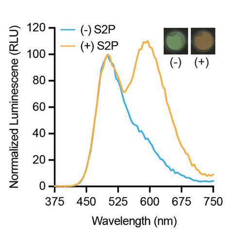 Fus231 P12 Enables Detection Of Sars Cov 2 S Trimer Through Bret A A Download Scientific