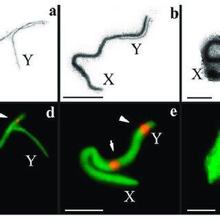 Sex Chromosomes Of N Ehrenbergi With N At Different Stages Of Download Scientific