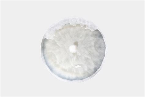 Pythium Spp Prevención Control Y Daños