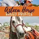Azteca Horse Breed Profile Helpful Horse Hints