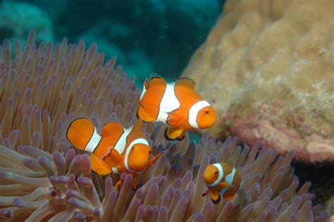 Great Barrier Reef Pictures Photos And Facts Queensland
