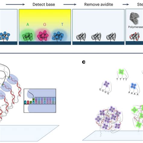Avidity Sequencing Workflow And Scheme A Sequencing By Avidity A Download Scientific Diagram