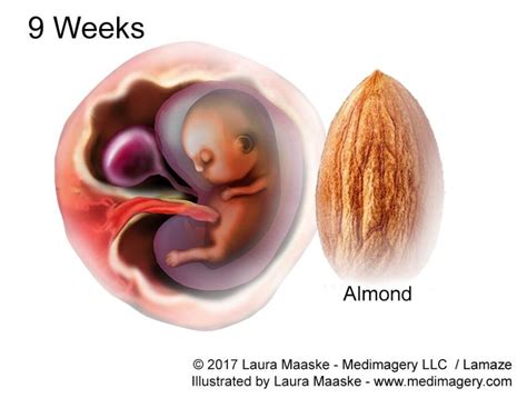 Dolere On Twitter 이 사람 바본가 설마 배아줄기세포 연구를 배아의 권리나 배아 착취 때문에 반대하는 줄 아나 배아줄기세포 얻으려고 난자 채취하는