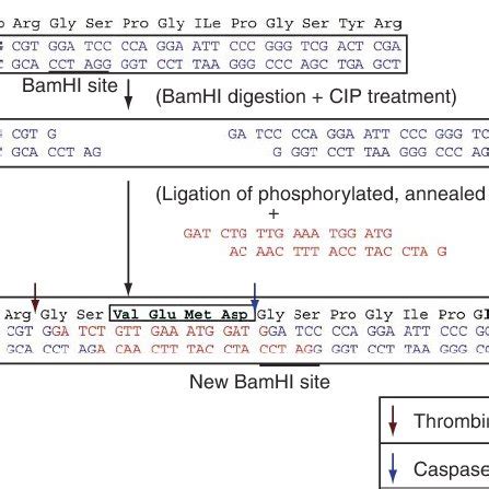 Scheme For Modification Of PGEX 4T 2 Into PC6 2 PGEX 4T 2 Vector Download Scientific Diagram