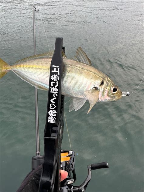 おかわりアジング！尺アジの群れがキタァ 石川県！アジハンター（へっぽこ）
