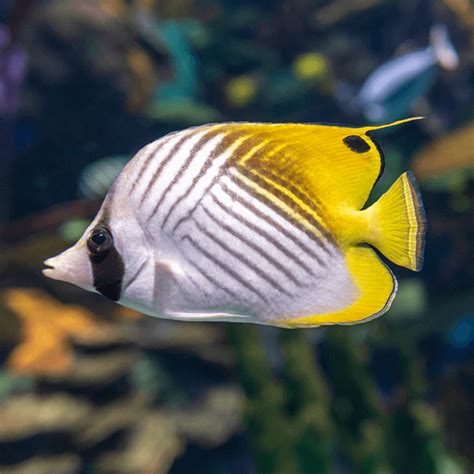 Threadfin Butterflyfish Threadfin Butterflyfish Chaetodon Auriga Fish