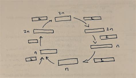 Bio 152 Exam 2 Diagram Quizlet