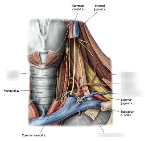 Arterial Supply Of Neck Thyrocervical Trunk Diagram Quizlet