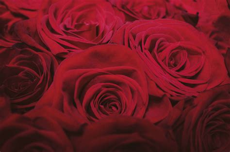 꽃 장미 꽃꽃과 발렌타인 데이 선물 개념 붉은 장미의 구시 가지 고급 꽃다발 꽃 휴가 배경으로 꽃꽃 꽃 신선한 어두운 빨간 장미는 텍스처 배경을 닫습니다 부드러운 초점 2
