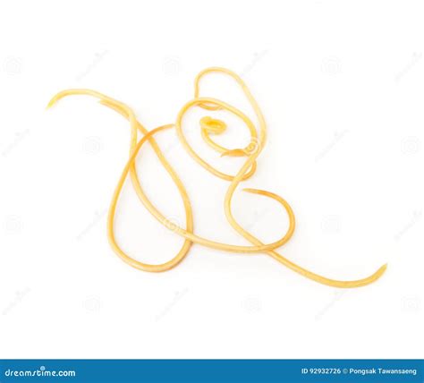 Toxocara Canis Second Stage Larvae Hatch From Eggs Stock Image 113443429